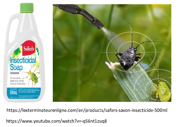 Insecticidal Soaps: An effective and eco-friendly pest control method ...